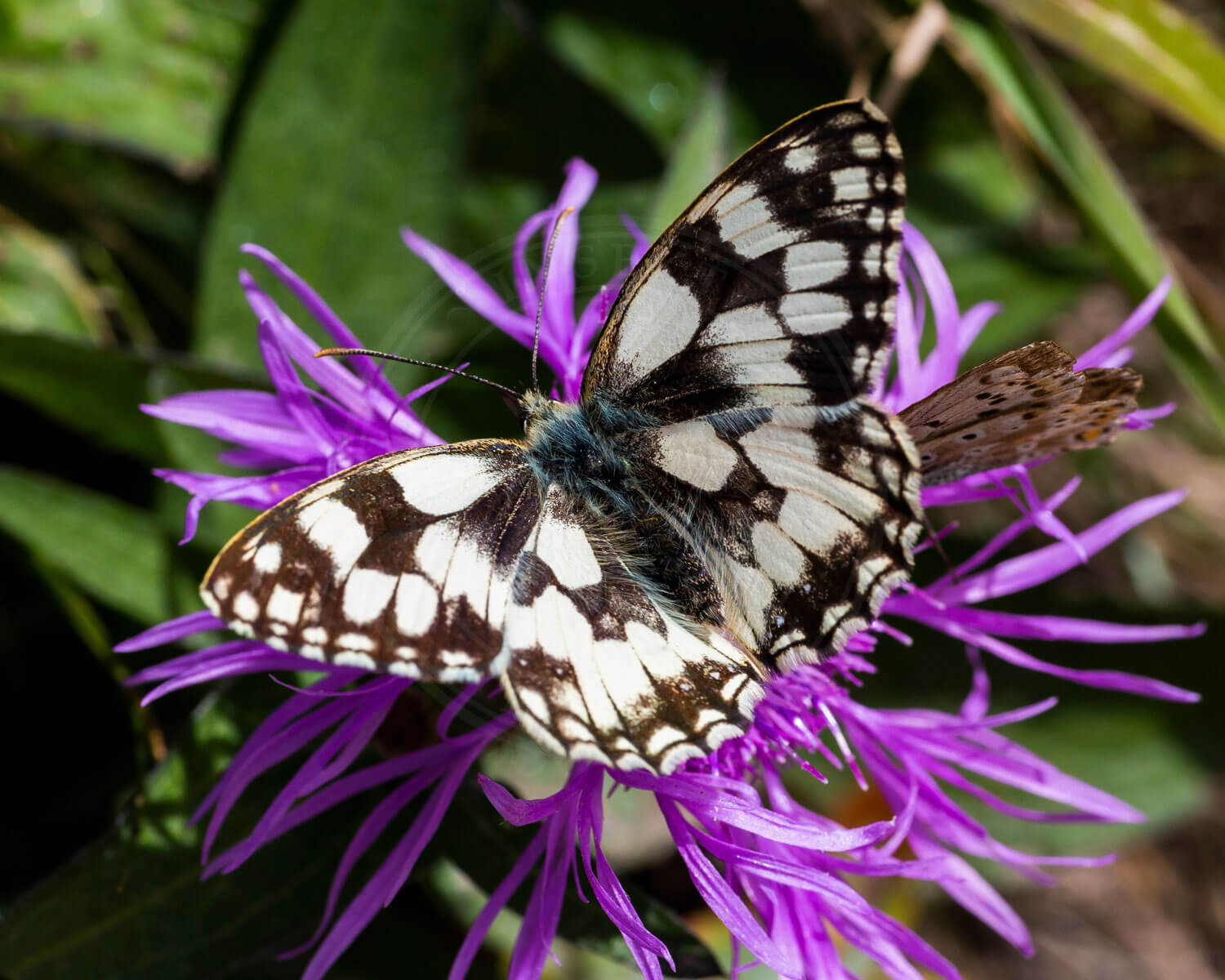 Galathea en af Danmarks smukke sommerfugle | Insekthaver