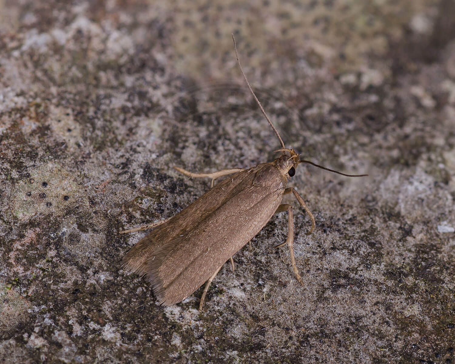 Acompsia cinerella Acompsia cinerella | Insekthaver