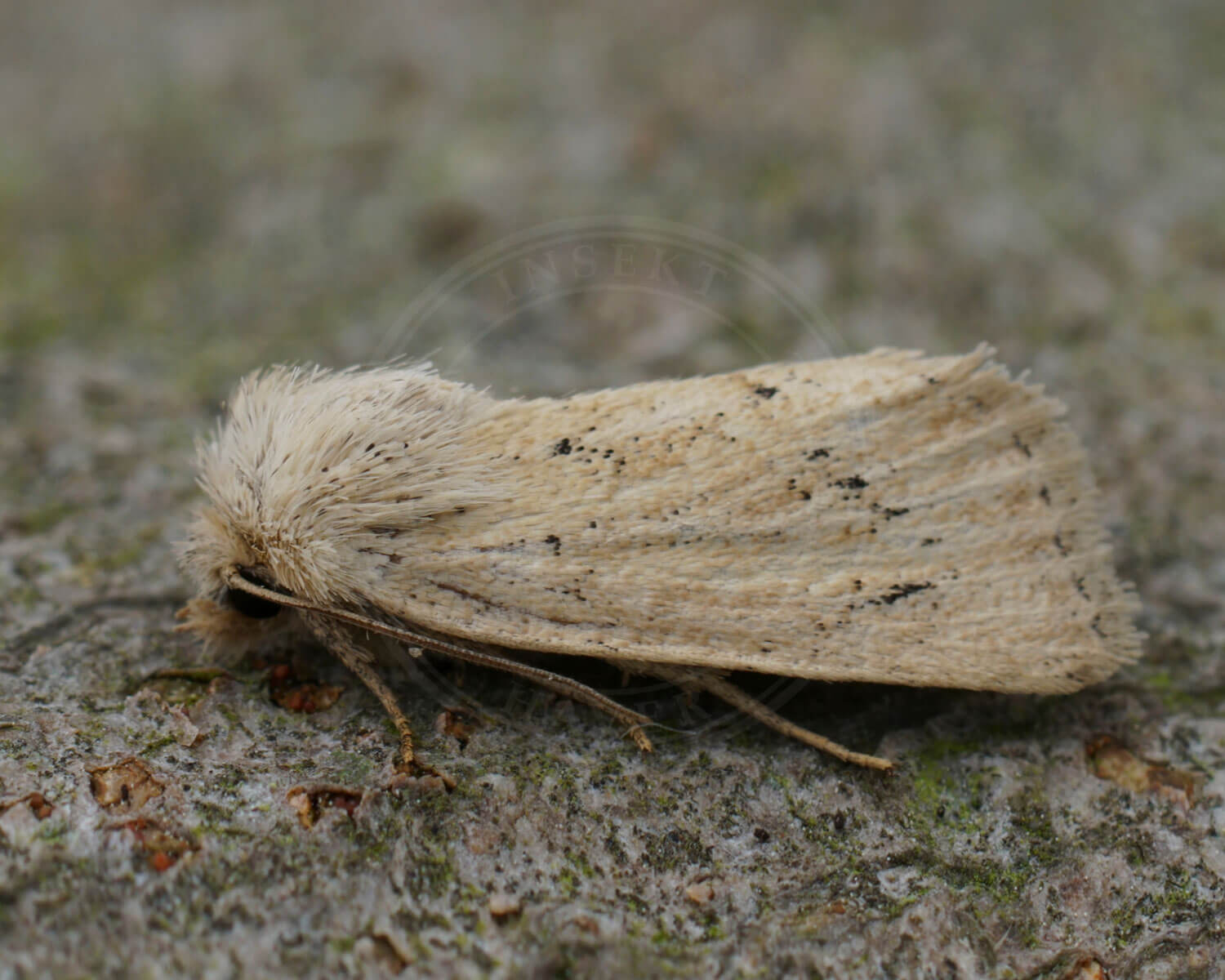 Dæmringsugle Photedes extrema | Insekthaver