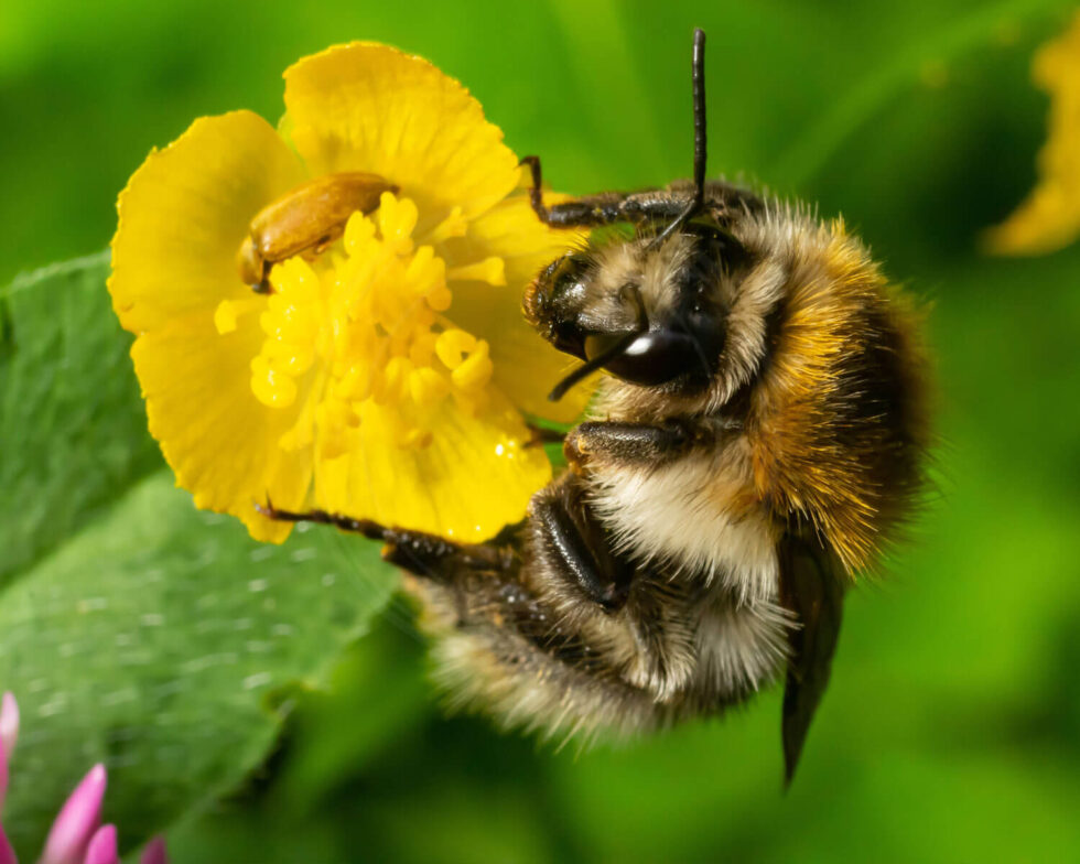 Bidende Ranunkel - lille plante der får flotte gule blomster
