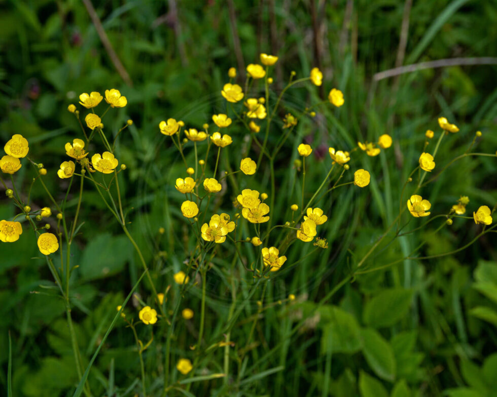 Bidende Ranunkel - lille plante der får flotte gule blomster