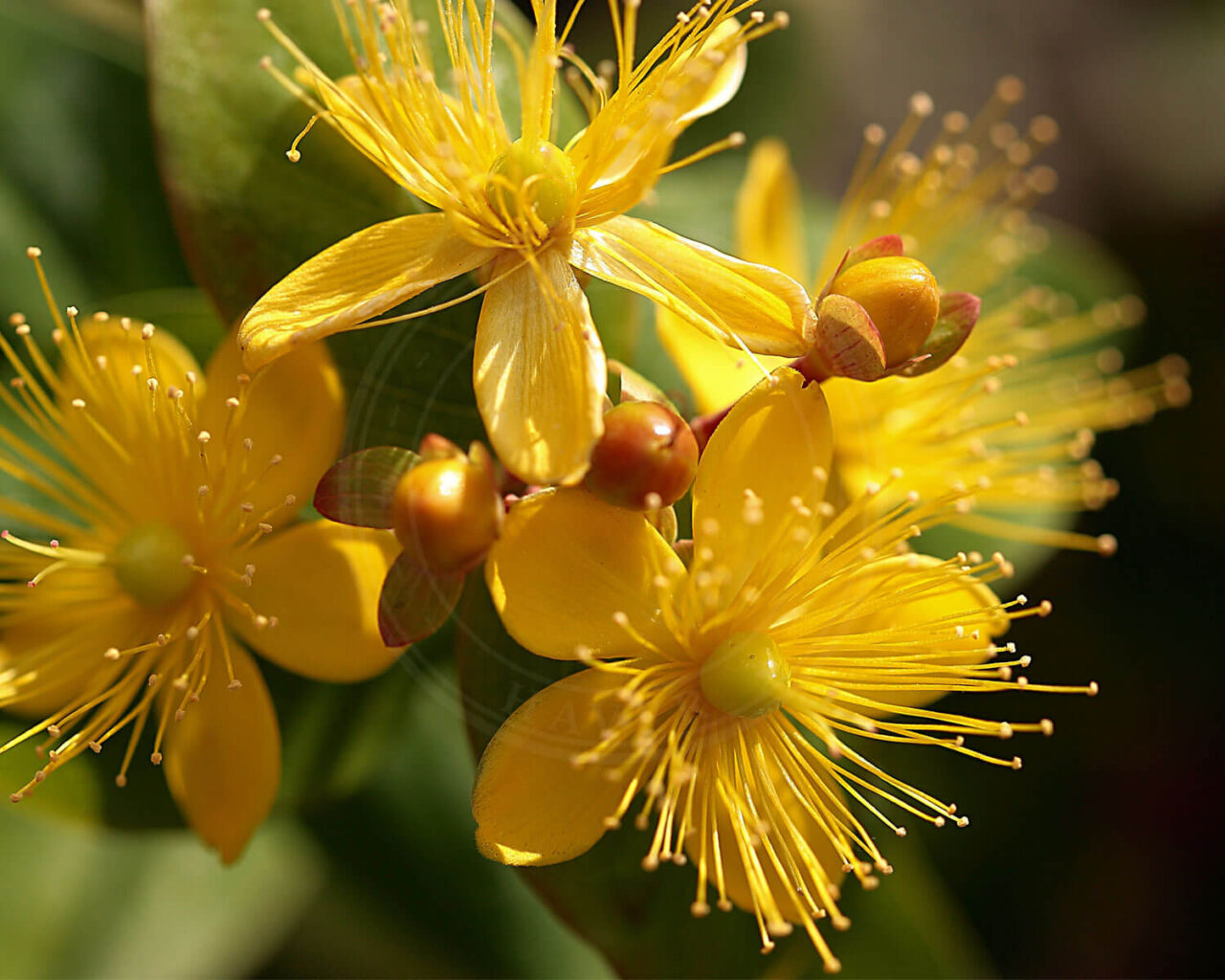 Prikbladet Perikon får store flotte gule blomster i kvaste
