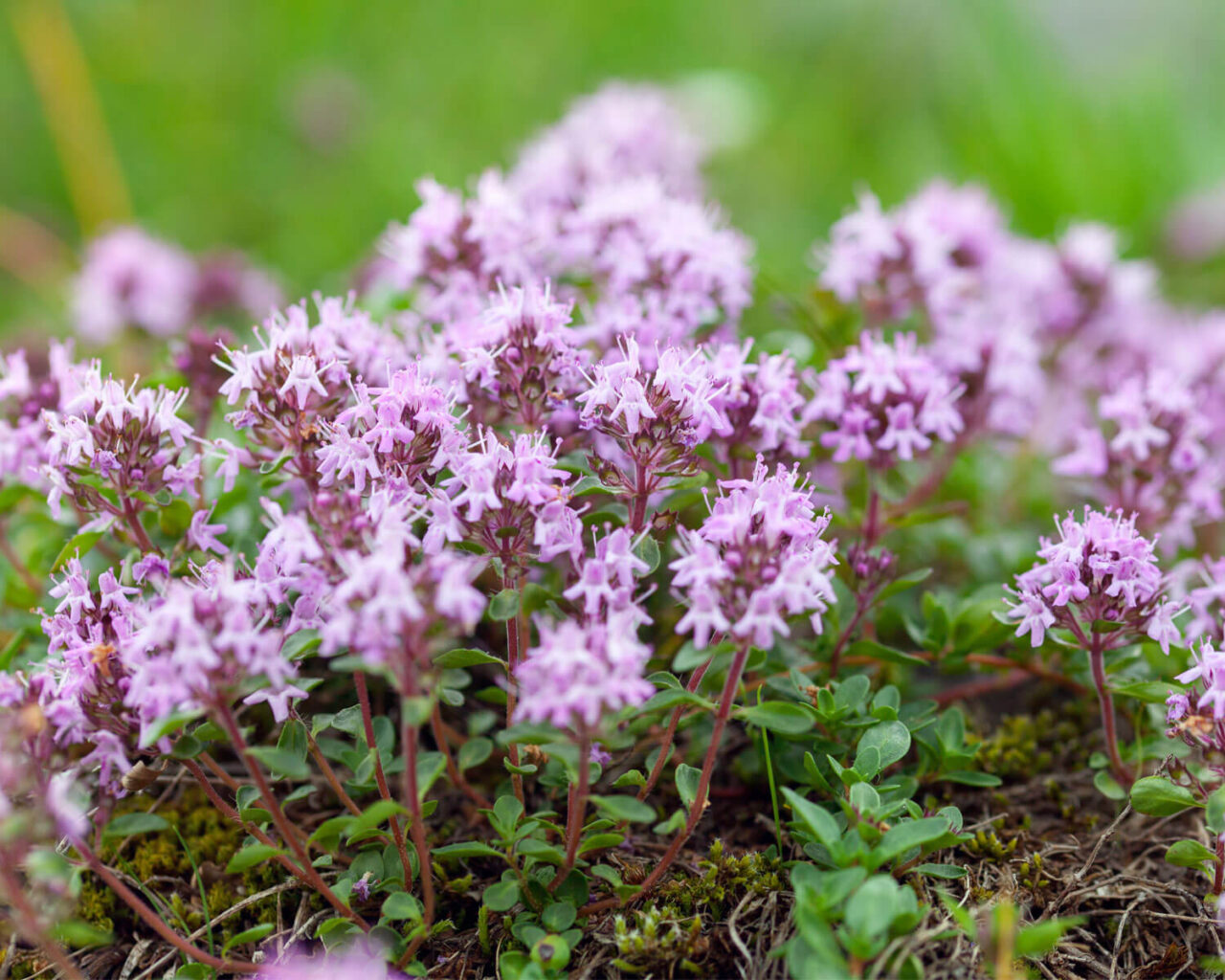 Smalbladet Timian er både en kryderurt og god for insekterne