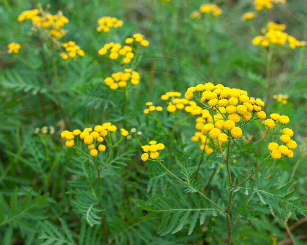 Rejnfan får flotte gule skærmblomster, der summer af liv
