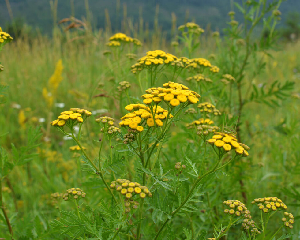 Rejnfan får flotte gule skærmblomster, der summer af liv