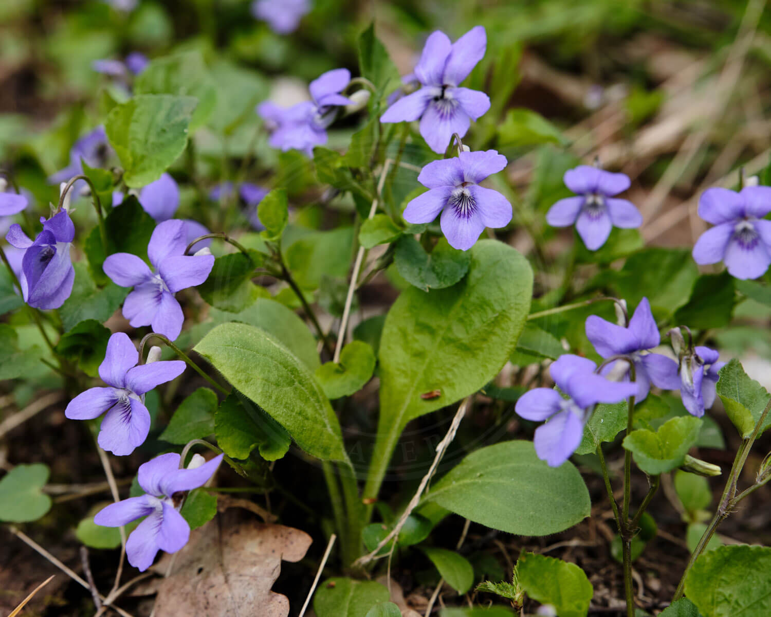 Skov-Viol får tidliger, flotte små violette violblomster