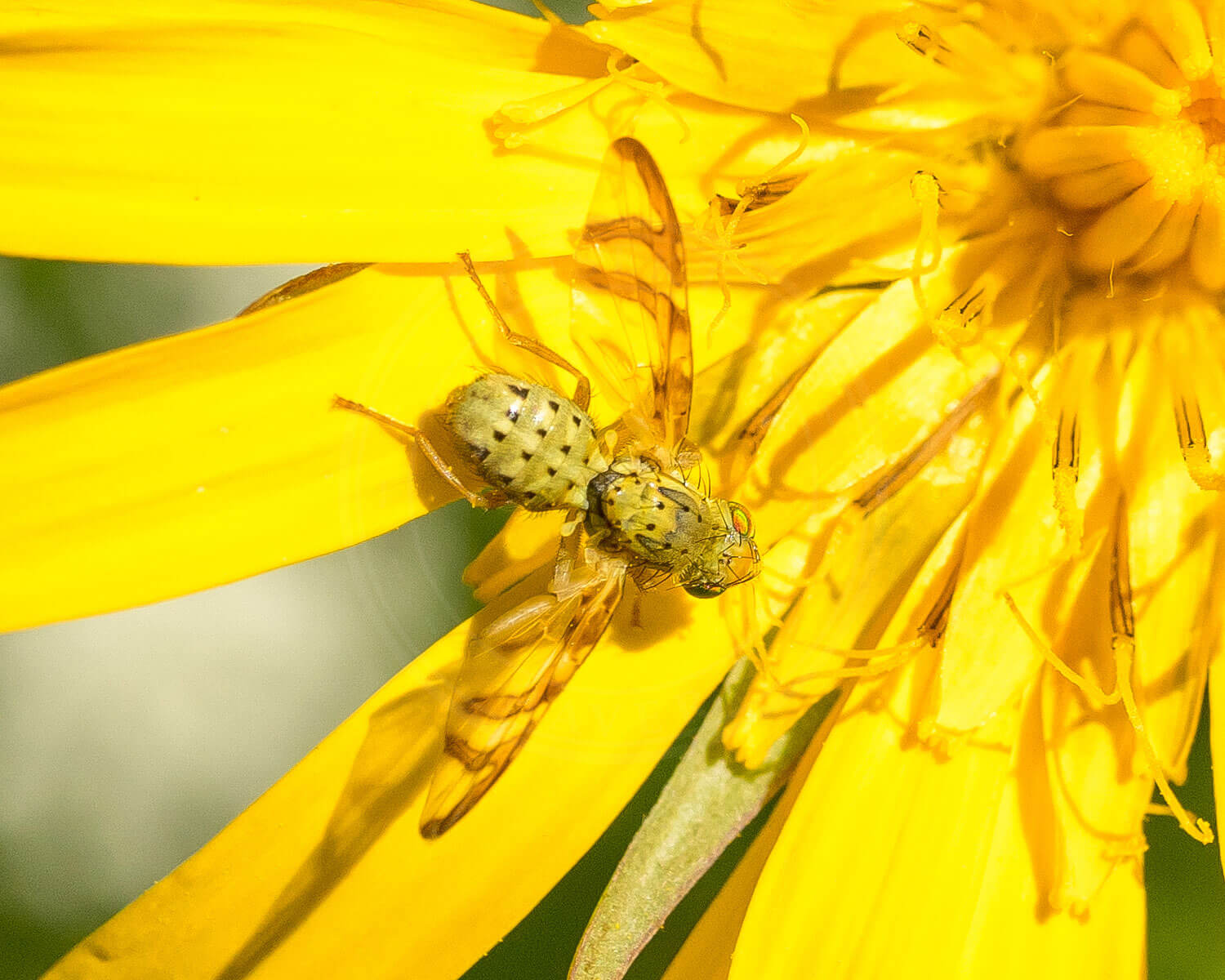 Orellia falcata Orellia falcata | Insekthaver